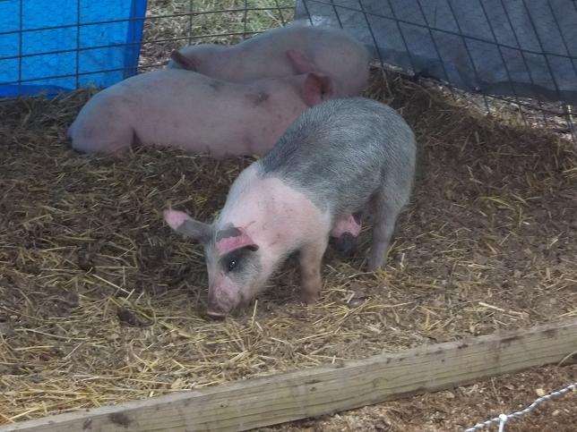 Bringing Home the Bacon – Chism Heritage Farm