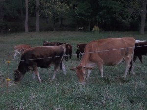 Simplifying the Cow…Mr. Miyagi Style – Chism Heritage Farm
